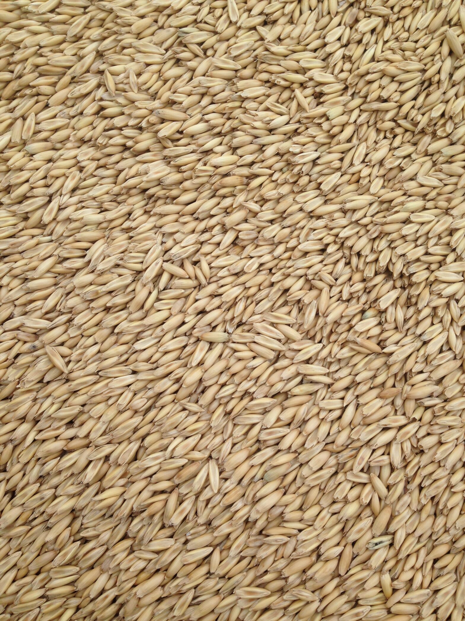 GrowOats.com – Buy high germination oat seed, diversify crop rotation ...